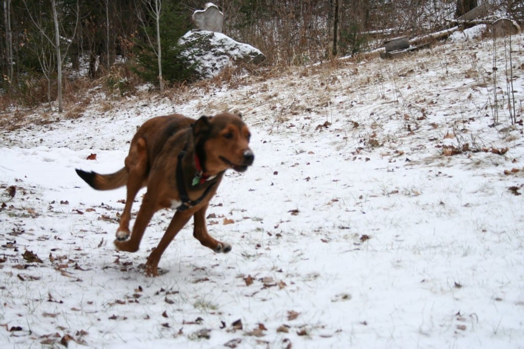 When NOT to Use a Tracking Dog to Find a Lost Dog - Lost Pet Research ...