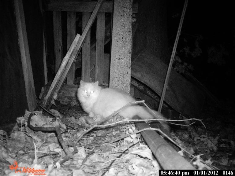 Can Cats See or Hear Wildlife Cameras? - Lost Pet Research and Recovery