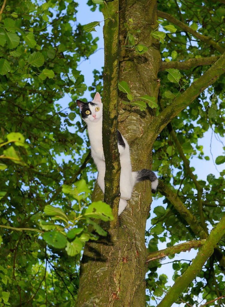 Cat Stuck in a Tree - Lost Pet Research and Recovery