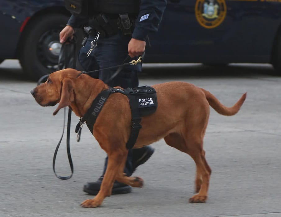 How Accurate are Search Dogs? – Part 2: Scent Discrimination Dogs ...